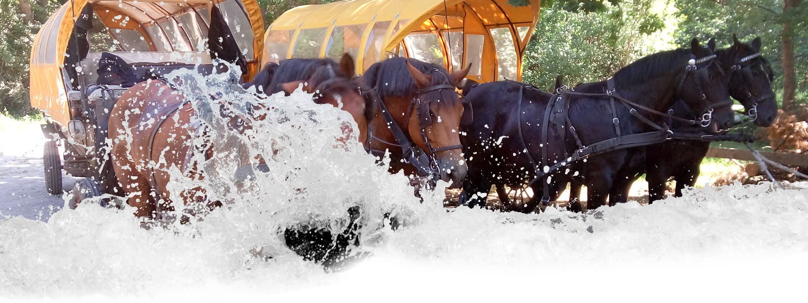 Reiterhof Prerow: Kutschfahrten & Reittouristik Bergmann